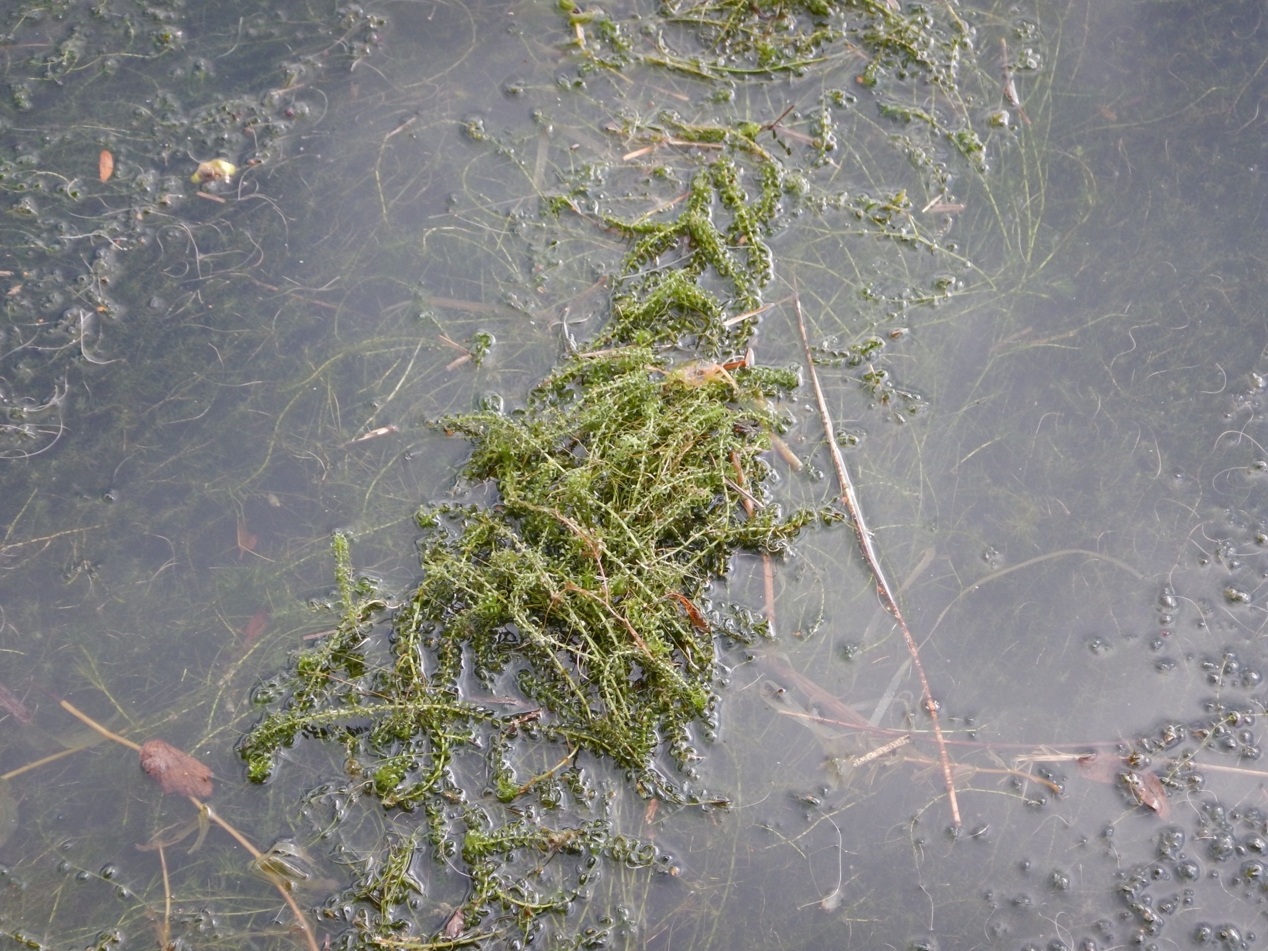 Smal vattenpest — Gracil men lömsk | Älvsbyns kommun